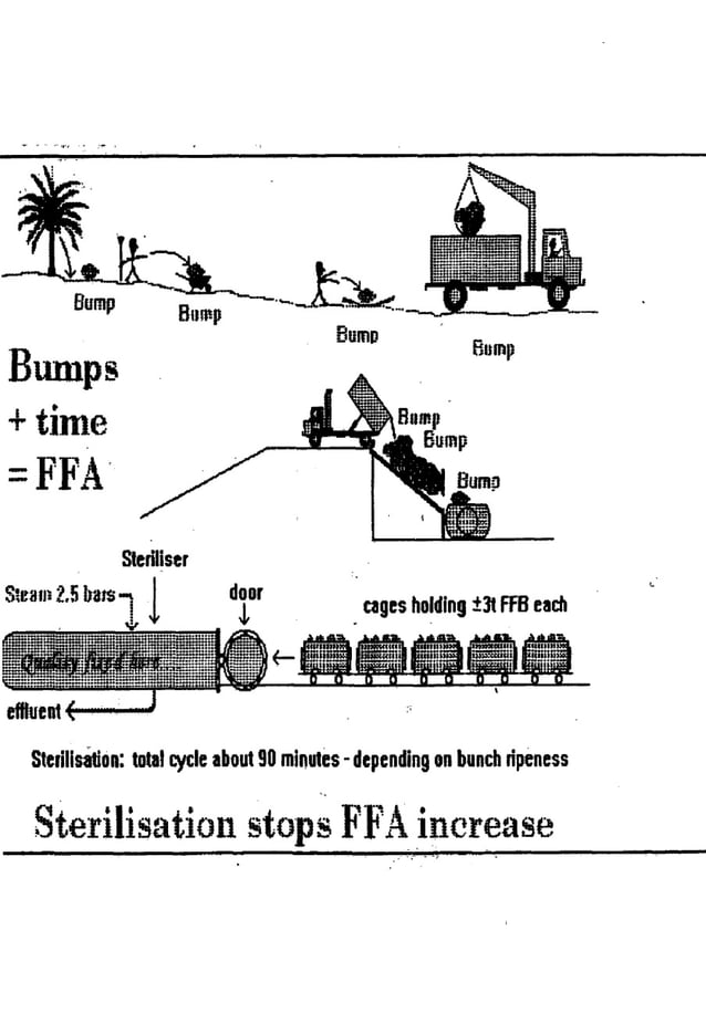 Introduction to palm oil processing | PDF