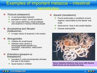 Introduction to Parasitology & Lab Diagnosis of Parasitic oke.ppt