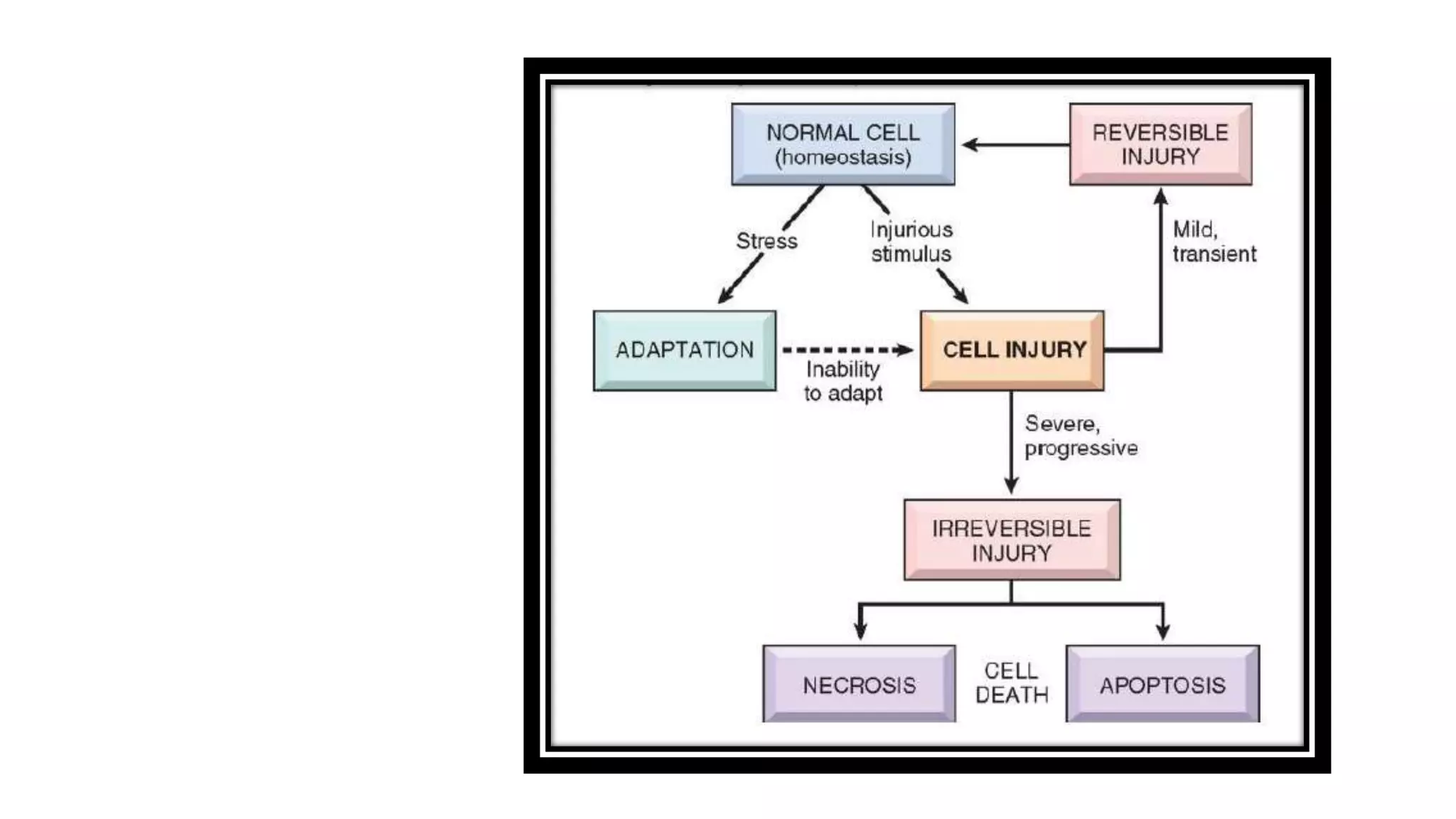Introduction to pathology | PPTX