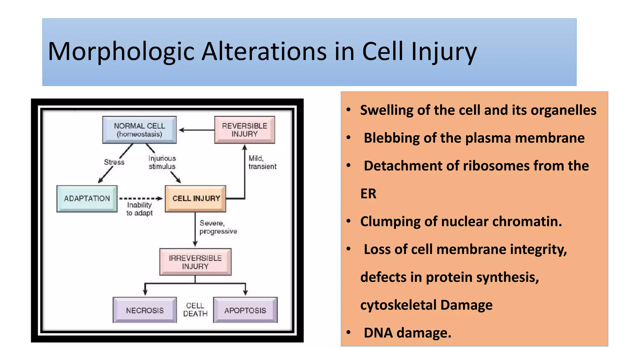 Introduction to pathology | PPTX