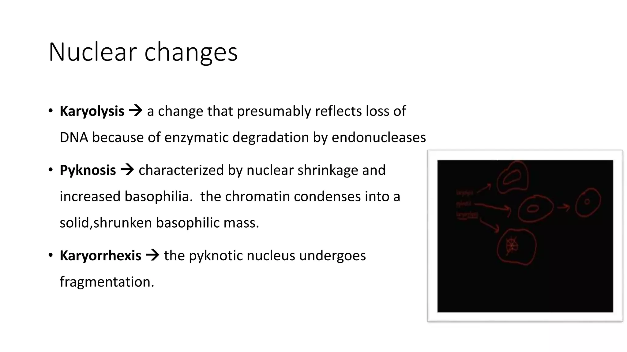 Introduction to pathology | PPTX