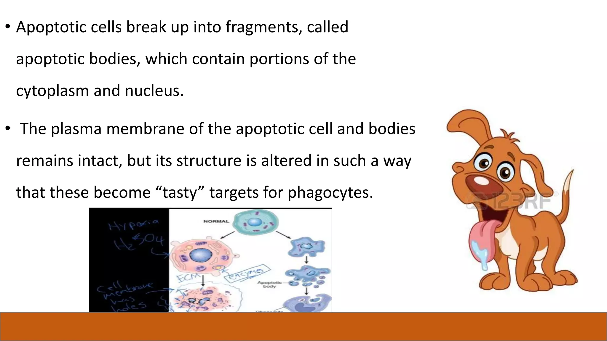 Introduction to pathology | PPTX