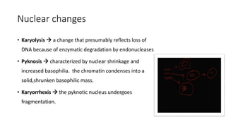 Introduction to pathology | PPTX