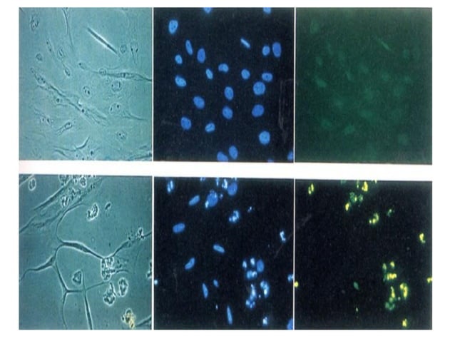 Introduction to pathology | PPT