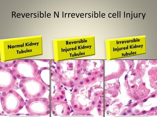 Introduction to pathology | PPTX