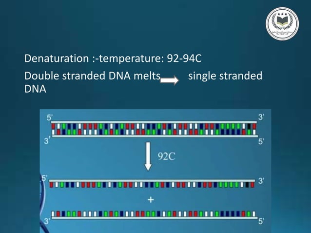 Introduction to PCR technique | PPT