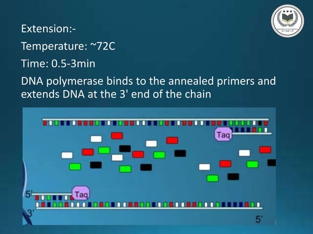 Introduction to PCR technique | PPT