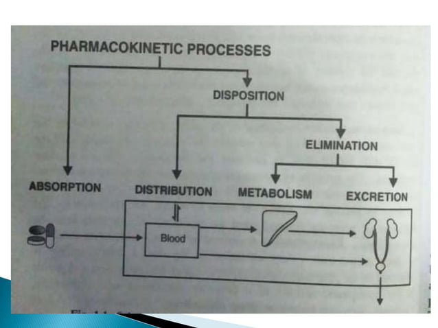 Introduction to pharmacokinetics | PPTX | Pharmaceutical Industry ...