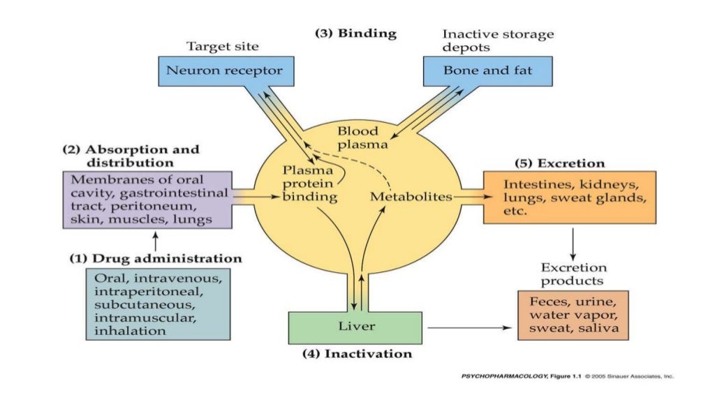 Introduction to pharmacokinetics and pharmacodynamics principles