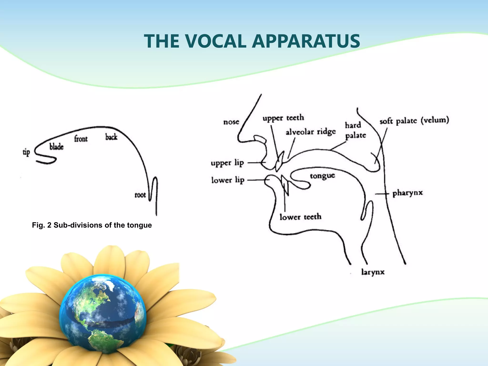 INTRODUCTION TO PHONETICS | PPT