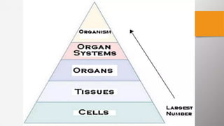 INTRODUCTION TO PHYSIOLOGY AND HOMEOSTASIS .pptx