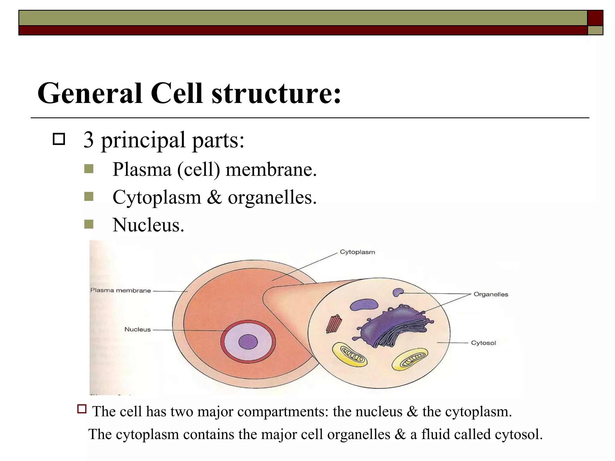 Introduction to physiology lecture | PPT
