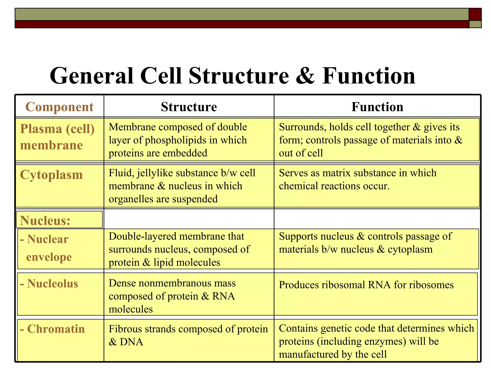 Introduction to physiology lecture | PPT