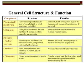Introduction to physiology lecture | PPT