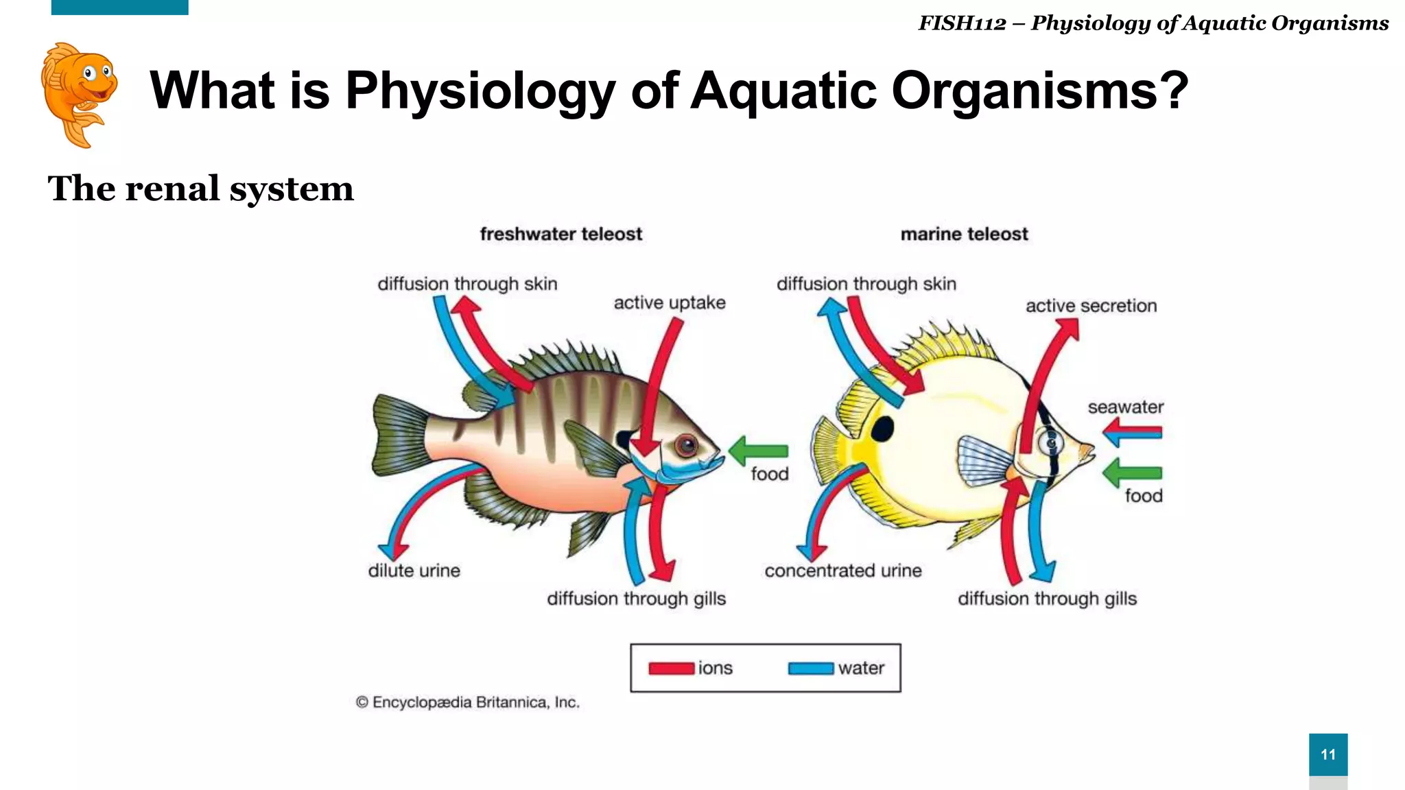 Introduction to Physiology of Aquatic Organisms.pptx