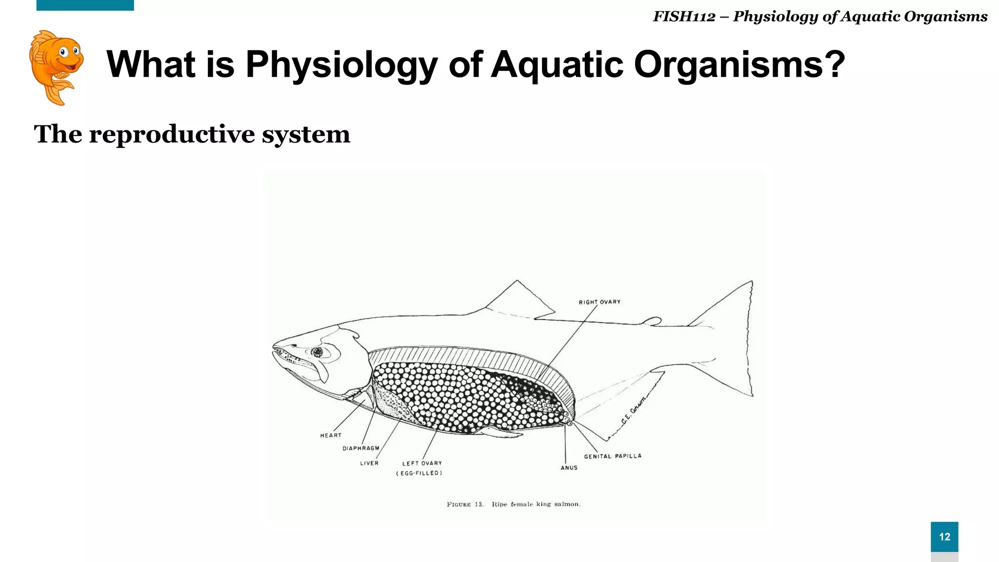 Introduction to Physiology of Aquatic Organisms.pptx