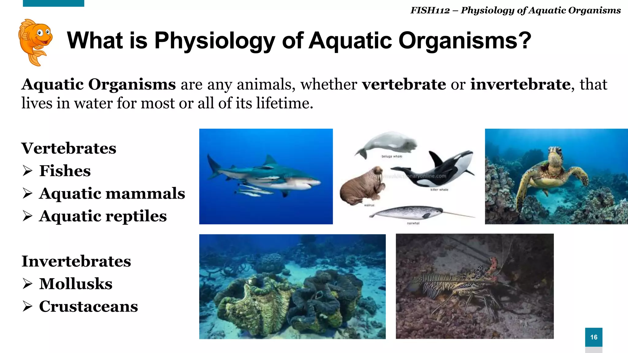 Introduction to Physiology of Aquatic Organisms.pptx | Fish and ...