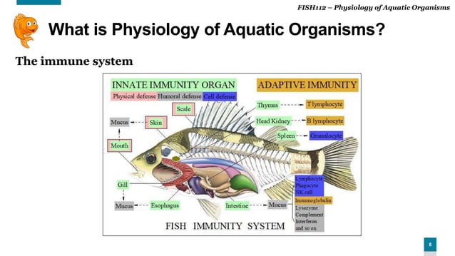 Introduction to Physiology of Aquatic Organisms.pptx | Fish and ...