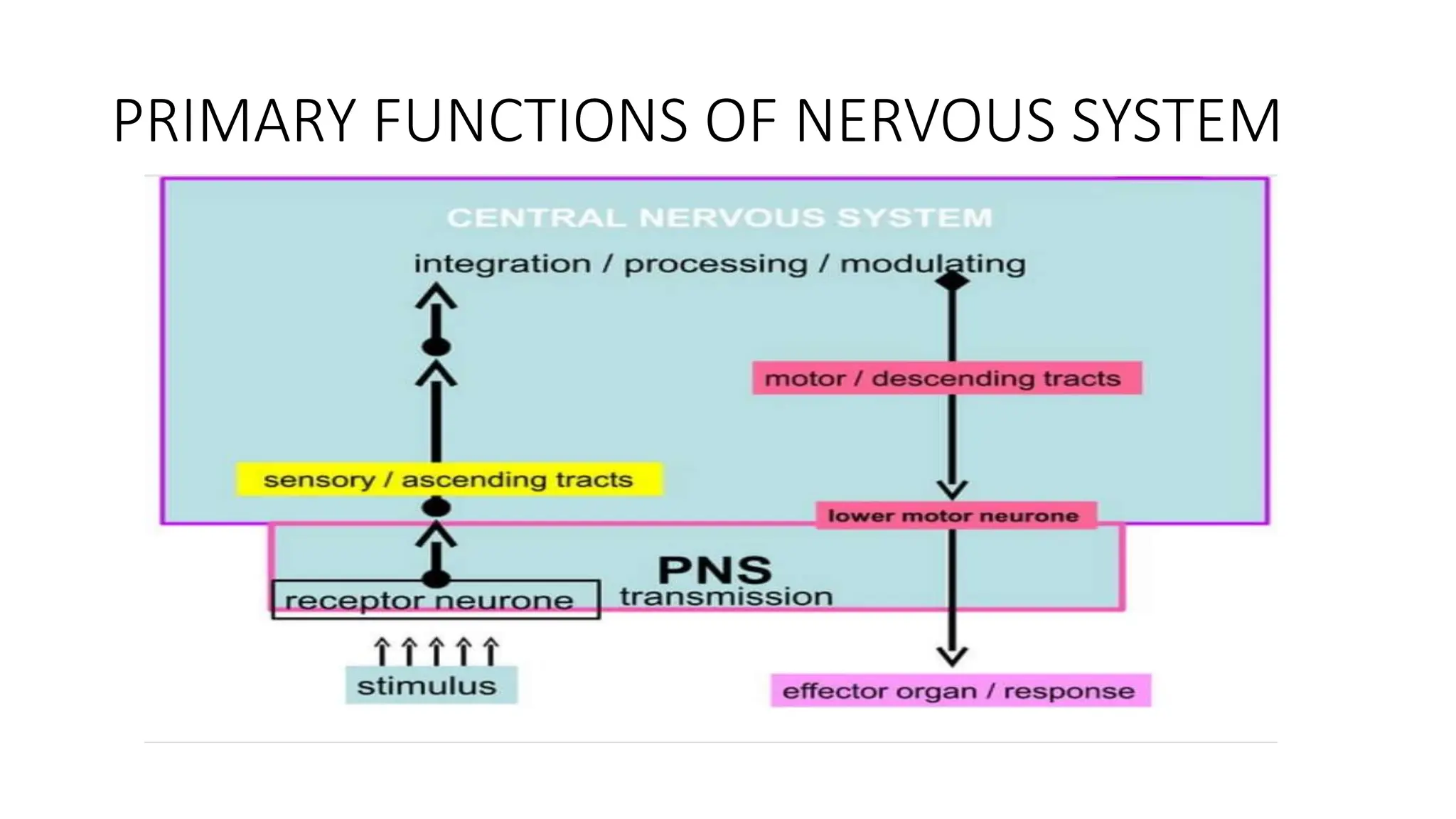 iNTRODUCTION TO PHYSIOLOGY OF NERVOUS SYSTEM.ppt | Brain and Nervous System Disorders | Diseases ...