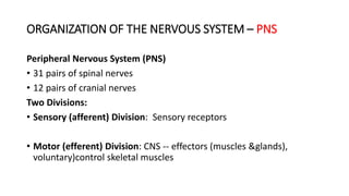 iNTRODUCTION TO PHYSIOLOGY OF NERVOUS SYSTEM.ppt | Brain and Nervous ...