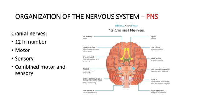 iNTRODUCTION TO PHYSIOLOGY OF NERVOUS SYSTEM.ppt | Brain and Nervous System Disorders | Diseases ...