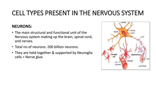 iNTRODUCTION TO PHYSIOLOGY OF NERVOUS SYSTEM.ppt | Brain and Nervous System Disorders | Diseases ...