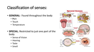 iNTRODUCTION TO PHYSIOLOGY OF NERVOUS SYSTEM.ppt