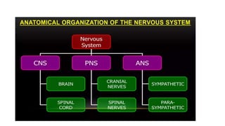 iNTRODUCTION TO PHYSIOLOGY OF NERVOUS SYSTEM.ppt