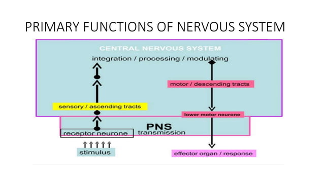 iNTRODUCTION TO PHYSIOLOGY OF NERVOUS SYSTEM.ppt | Brain and Nervous System Disorders | Diseases ...