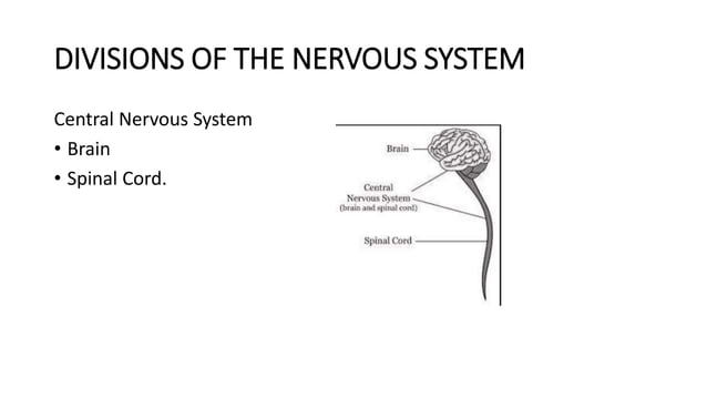 iNTRODUCTION TO PHYSIOLOGY OF NERVOUS SYSTEM.ppt | Brain and Nervous System Disorders | Diseases ...