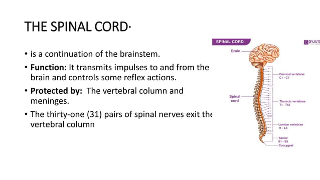 iNTRODUCTION TO PHYSIOLOGY OF NERVOUS SYSTEM.ppt | Brain and Nervous System Disorders | Diseases ...