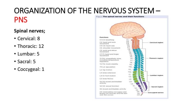 iNTRODUCTION TO PHYSIOLOGY OF NERVOUS SYSTEM.ppt | Brain and Nervous System Disorders | Diseases ...