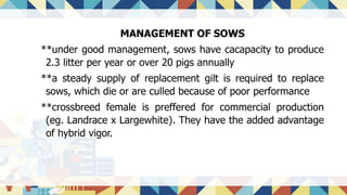 INTRODUCTION TO PIG ENTREPRENEURSHIP.pptx