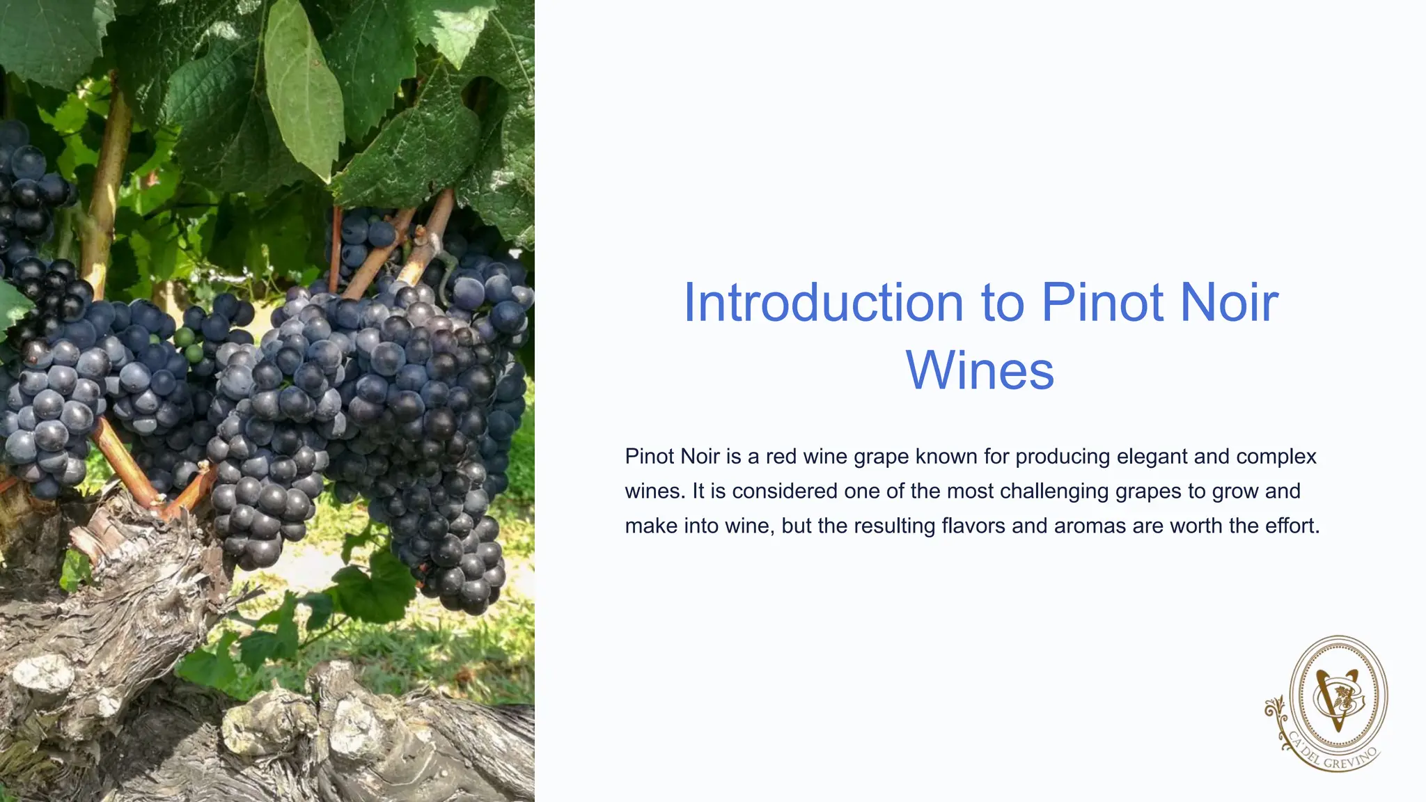 Introduction to Pinot Noir Wines | PPTX