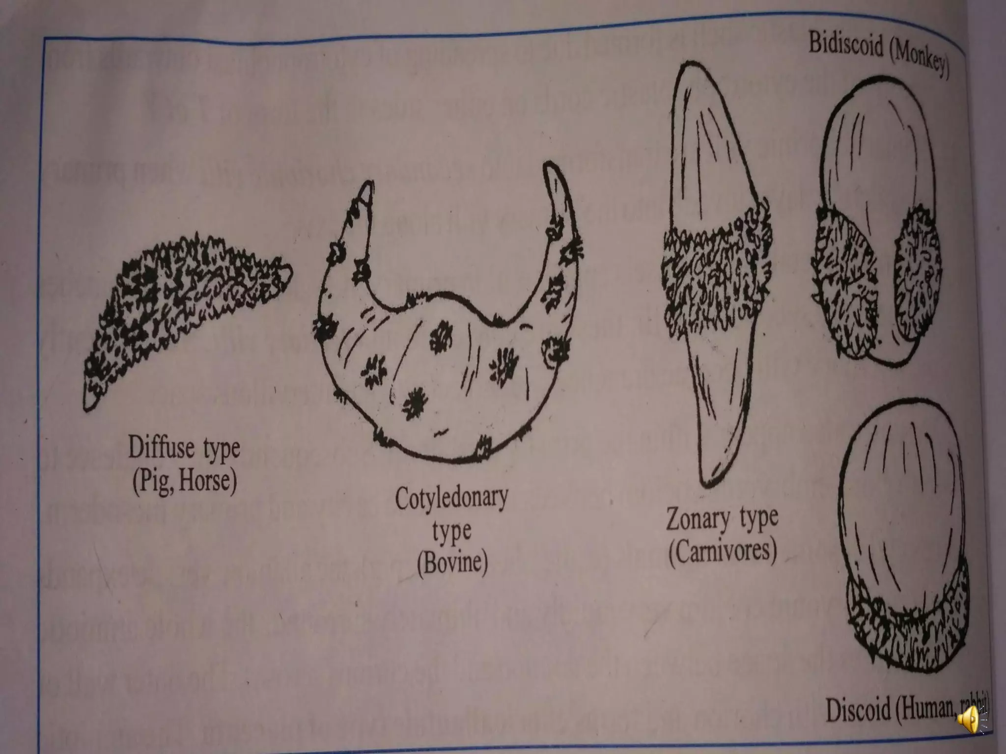 Introduction to placenta , its types and functions copy | PDF