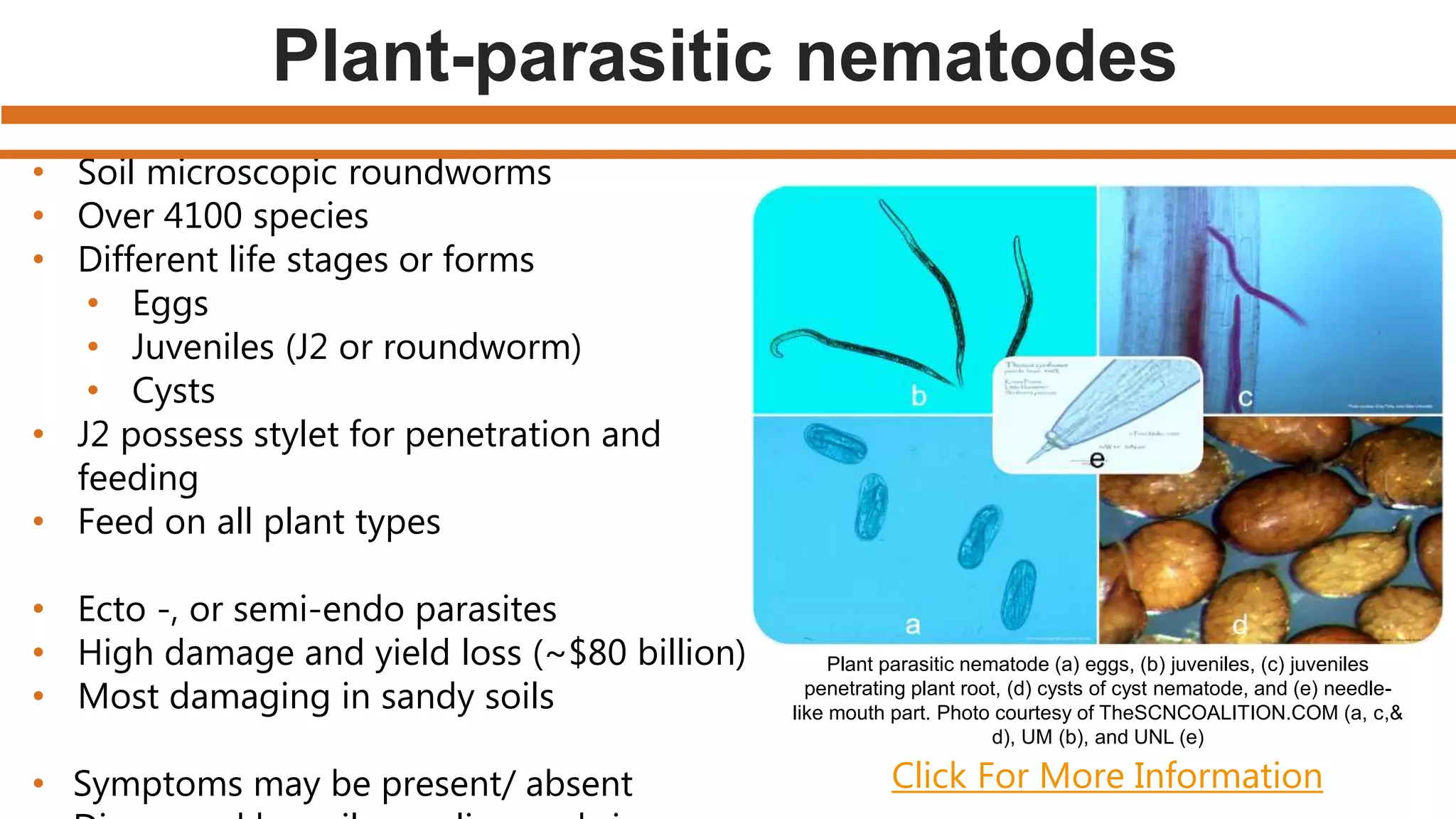 Introduction to plant-parasitic nematodes_.pptx