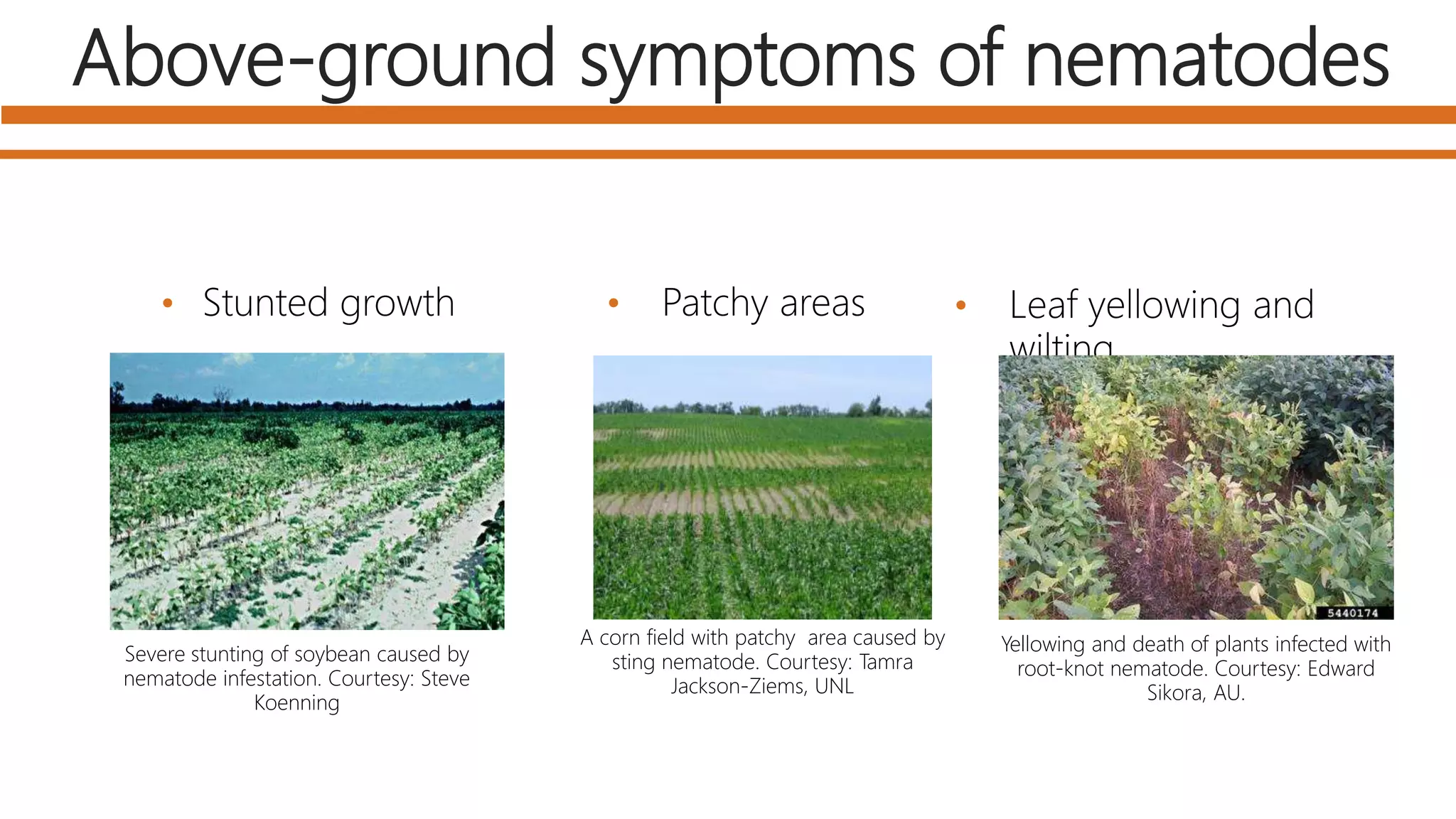 Introduction to plant-parasitic nematodes_.pptx