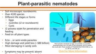 Introduction to plant-parasitic nematodes_.pptx