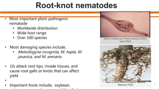 Introduction to plant-parasitic nematodes_.pptx