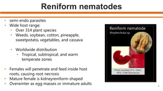 Introduction to plant-parasitic nematodes_.pptx