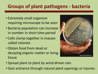 Introduction to Plant Pathology.pptx