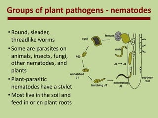 Introduction to Plant Pathology.pptx | Infectious Diseases | Diseases and Conditions