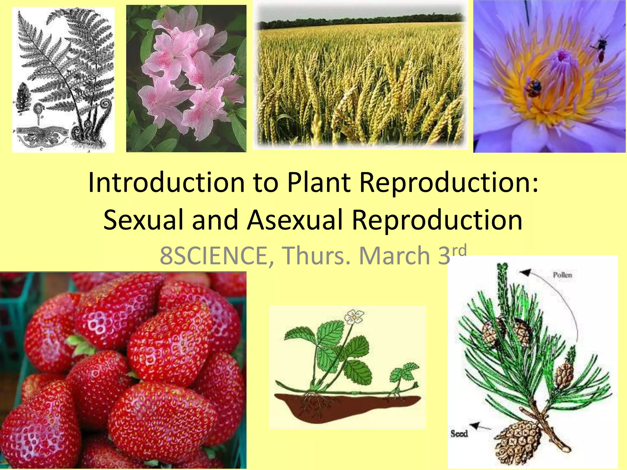 Introduction to plant reproduction | PPTX