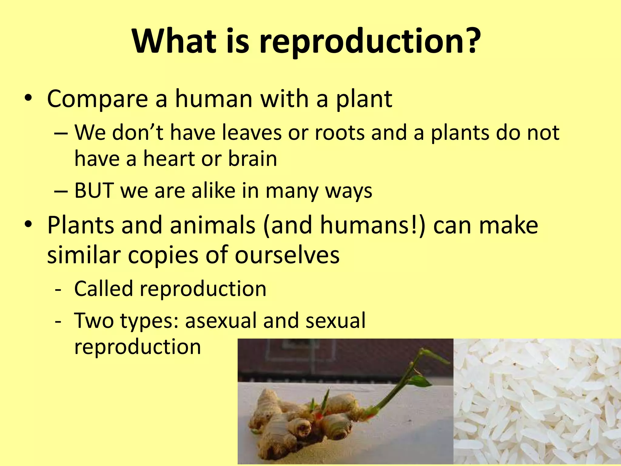 Introduction to plant reproduction | PPTX