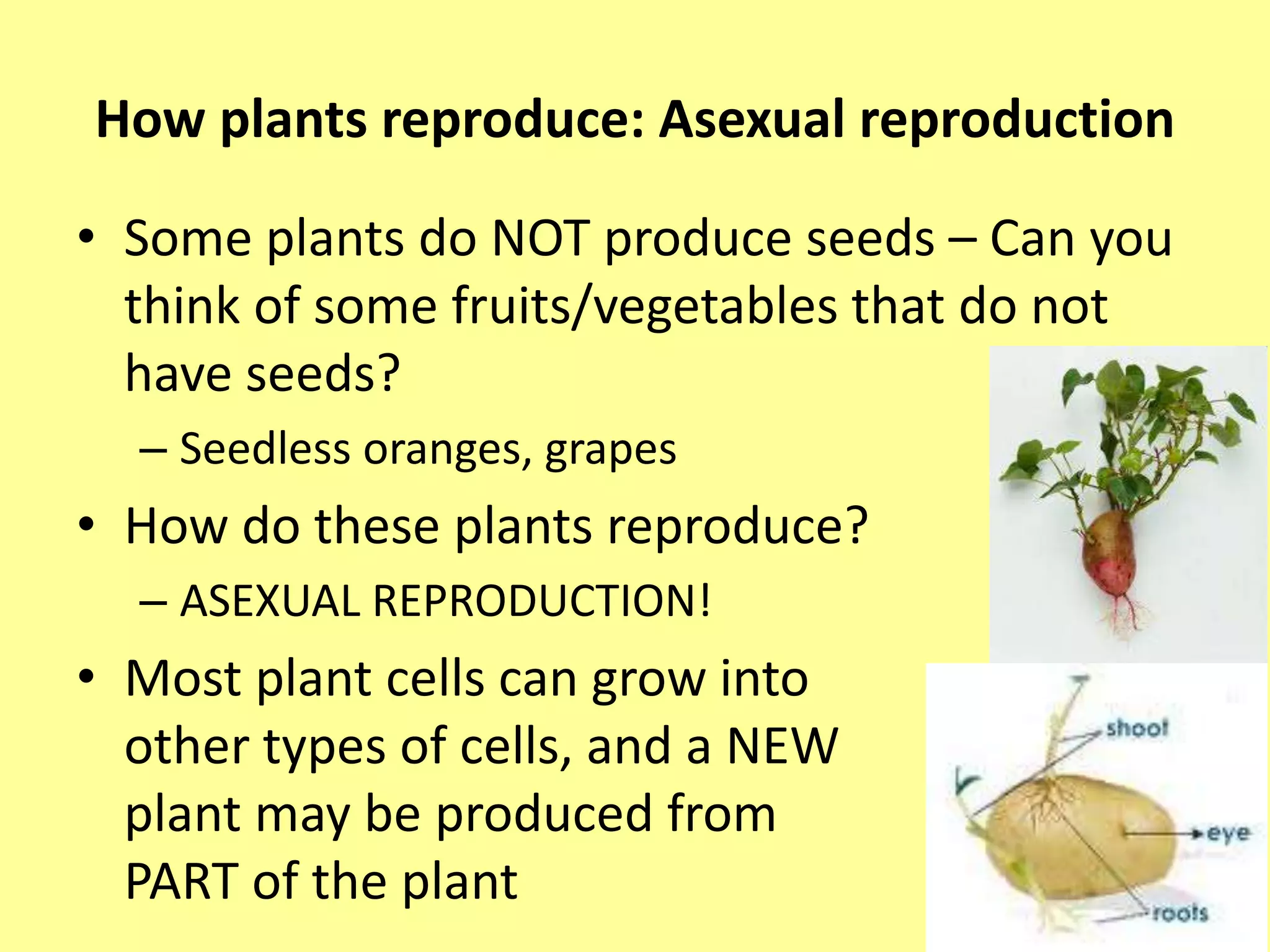 Introduction to plant reproduction | PPTX