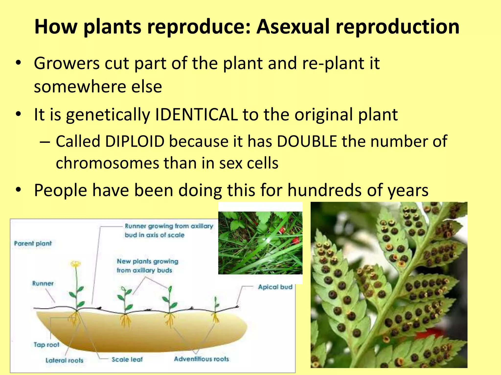 Introduction to plant reproduction | PPTX