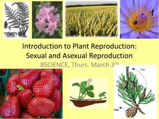 Introduction to plant reproduction | PPTX