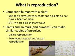 Introduction to plant reproduction | PPTX