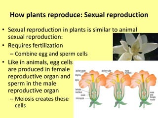 Introduction to plant reproduction | PPTX