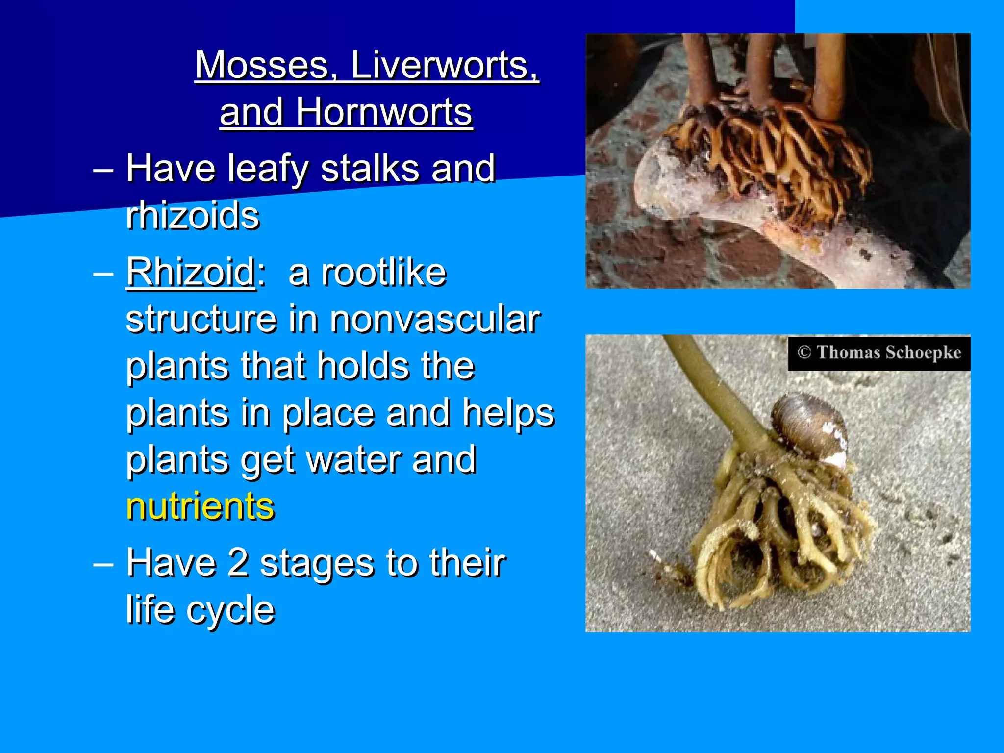 Introduction to plants | PPT